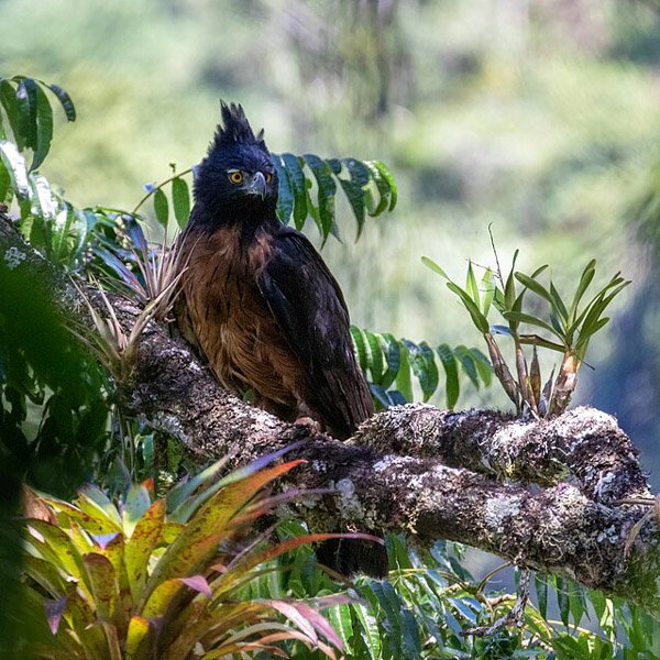 Home - Neblina Bird Lodge | Elegant Ecolodge in Intag Valley